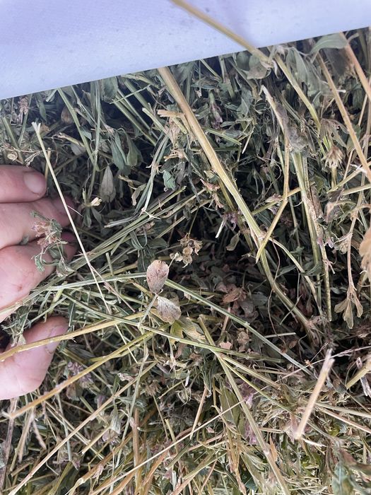 Baloti lucerna mari de 125x125 Alesd • OLX.ro