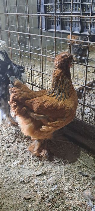 Găini motate puicute 2024 Brasov • OLX.ro