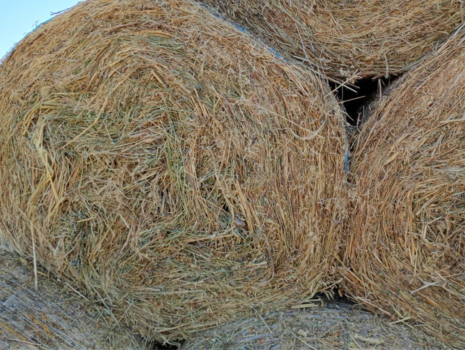 Vand baloti de fan Jebel • OLX.ro