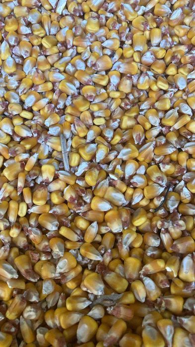 Porumb boabe semisticlos, uscat Suceava • OLX.ro