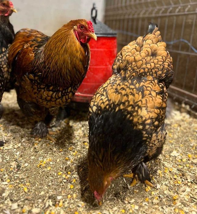 Pui si Oua de incubat Brahma HD Gold Albastru Cochinchina Urias Bobat ...