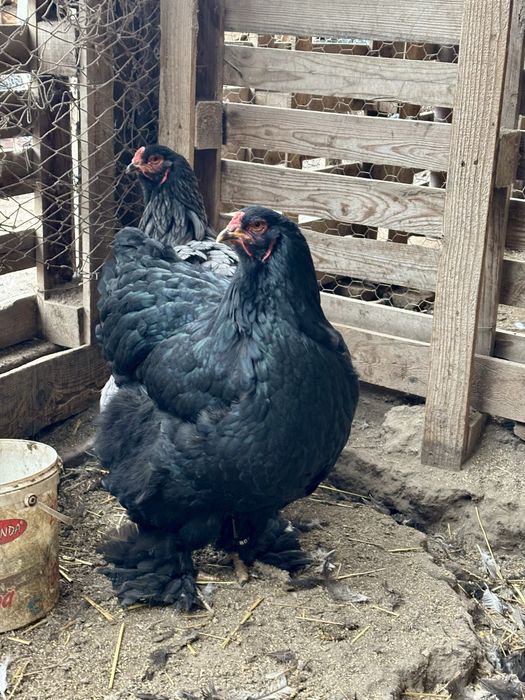 Vand gaini brahma negru 2024 Timisoara • OLX.ro
