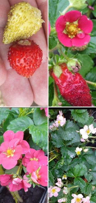 Vand fragi, capsuni cu flori rosii, roze si albe, in ghivece Visina ...