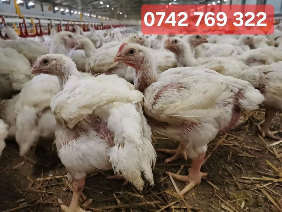 Pui albi, pui colorat, rate de vanzare Buzau • OLX.ro