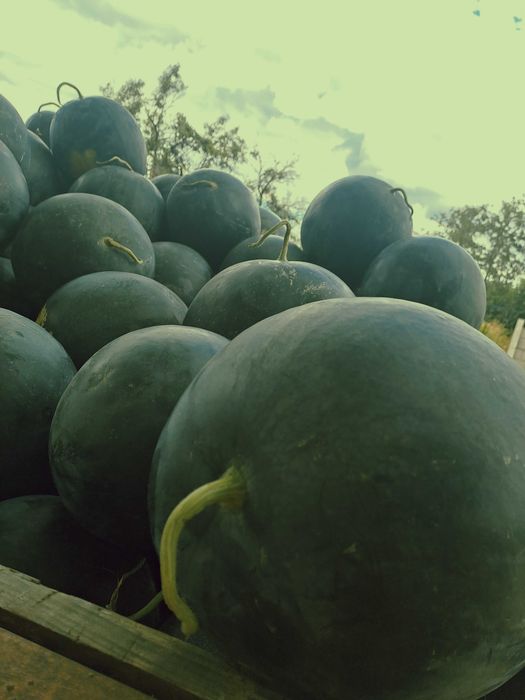 Lubenita Perla Neagra Babiciu • OLX.ro