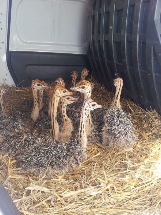 oua de struti de vanzare ' Anunturi ' OLX.ro