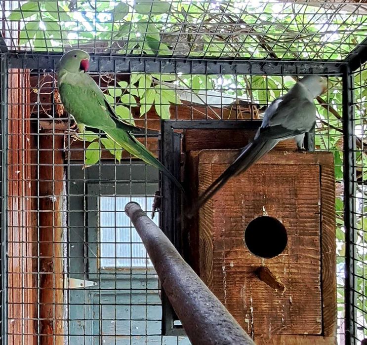 Papagali Micul Alexander Cugir • OLX.ro