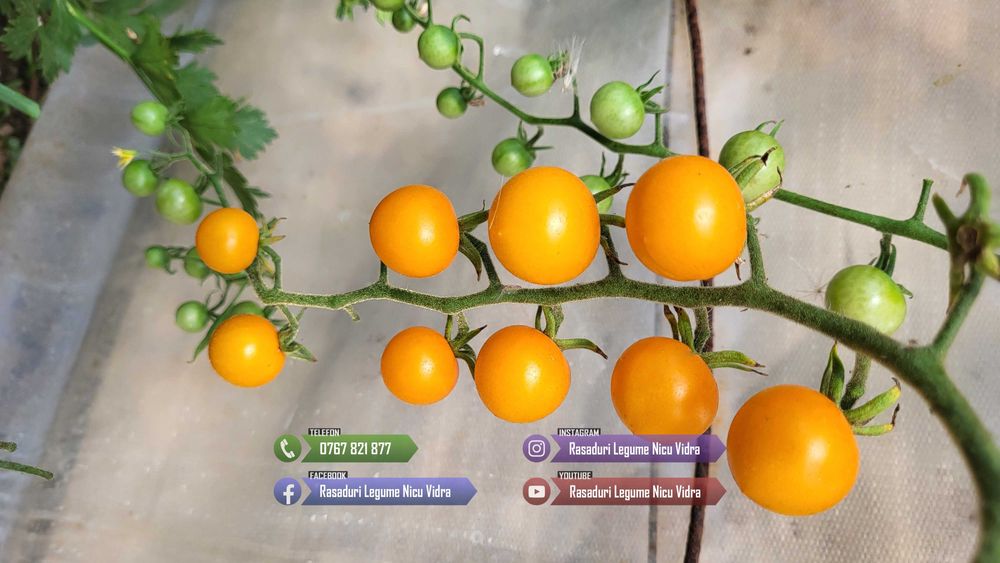 Vand Rasad | Rasaduri Rosii Cherry si Diverse Specialitati 2025 ...