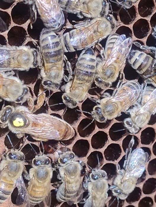 Matci Buckfast F1 Albine Deva • OLX.ro