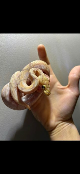 Piton Regal . Buzau • OLX.ro