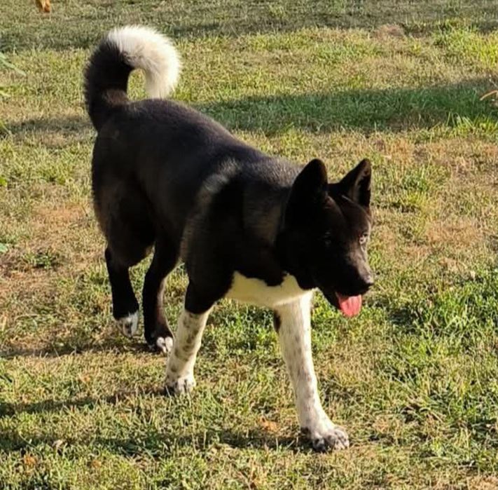 Donez cățelușa mama rasa Akita Peregu Mic • OLX.ro