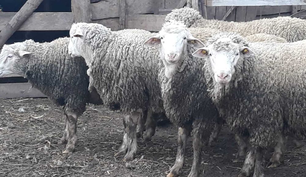 Vand Berbeci tigaie ruginie si Il de France cu certificate de origine ...