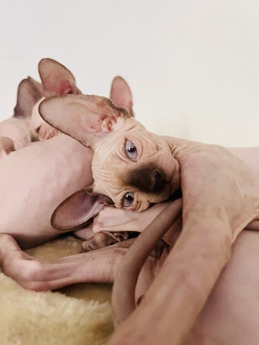 Pisicute Sphynx in cautare de casute Bucuresti Sectorul 1 • OLX.ro