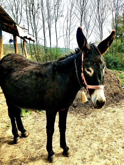 Vând lapte de măgăriță - Premium Cluj-Napoca • OLX.ro