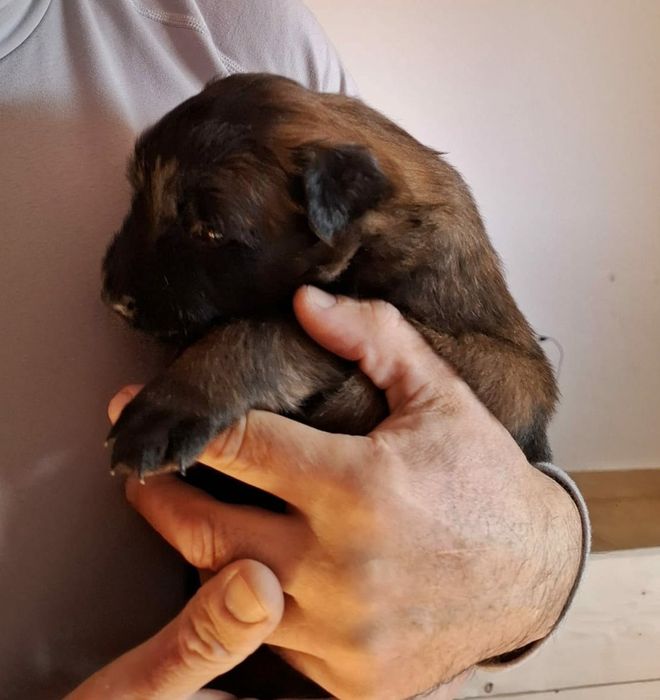 Pui de Ciobănesc Belgian-Malinois Fratautii Vechi • OLX.ro