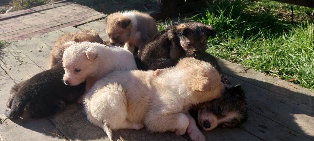 DONEZ 6 Catelusi Gavanel • OLX.ro