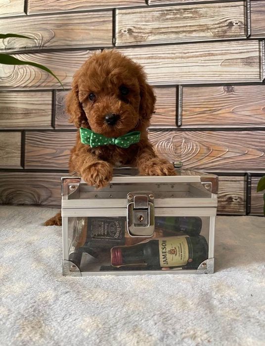 Mascul pudel toy,red Bucuresti Sectorul 1 • OLX.ro