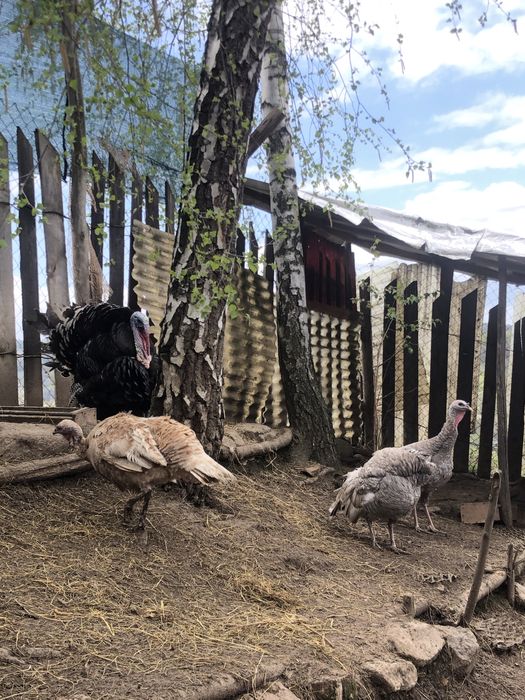 Oua de curca pentru incubat Petrosani • OLX.ro