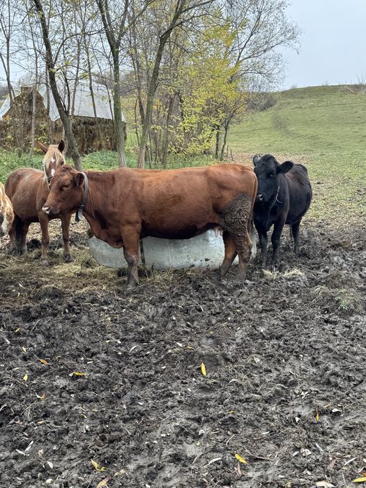 Vând vaca angus Itrinesti • OLX.ro