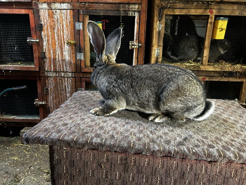 Mascul Urias German Gri Gheboaia • OLX.ro