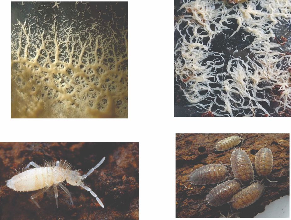 Culturi hrană: Banana worms, grindal worms, springtails, drosophila ...
