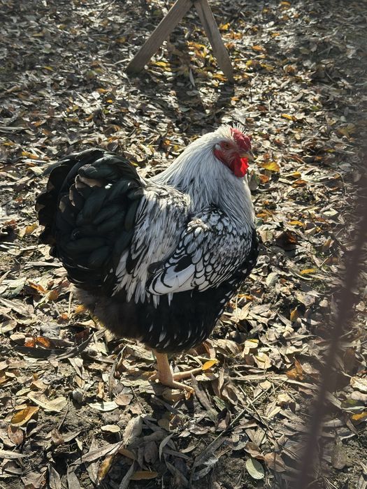 Cocosi Matase Japoneza, Wyandotte Argentiu Valcanesti • OLX.ro