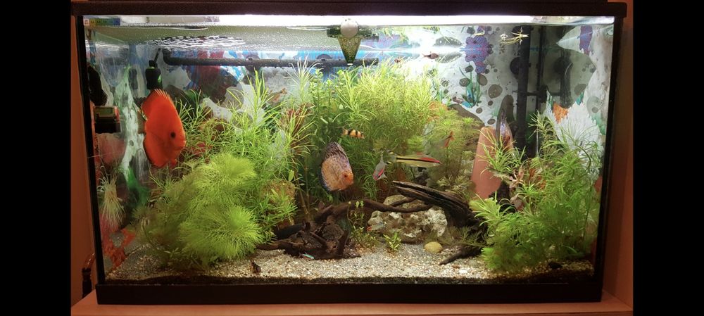 Amenajare acvarii Timișoara Timisoara • OLX.ro