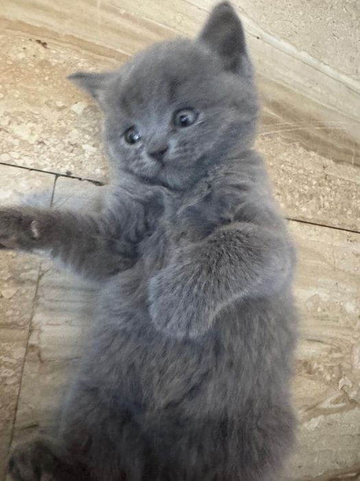 Pisicute British shorthair Apahida • OLX.ro