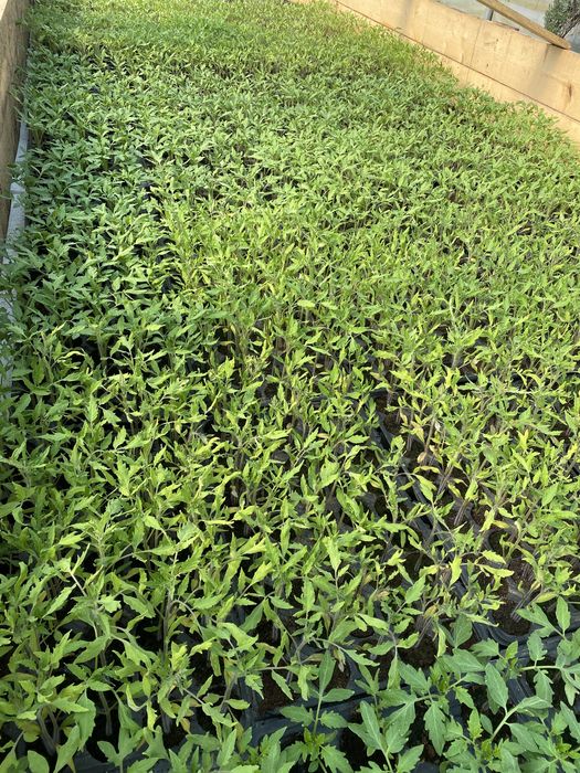 Rasaduri plante solar si camp Tartasesti • OLX.ro