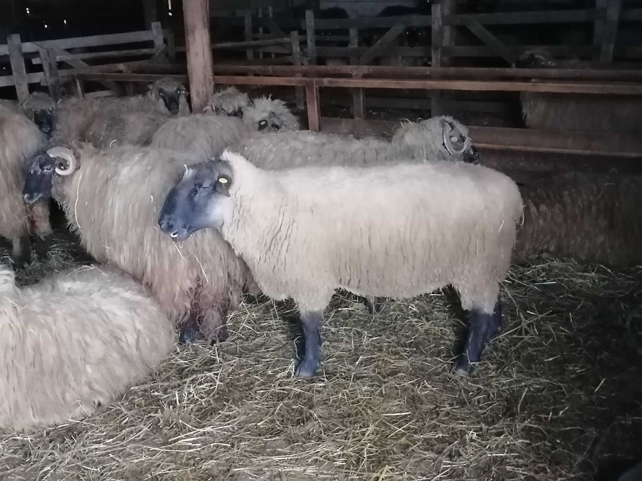 Disponibili 2 berbeci suffolk Zorlentu Mare • OLX.ro