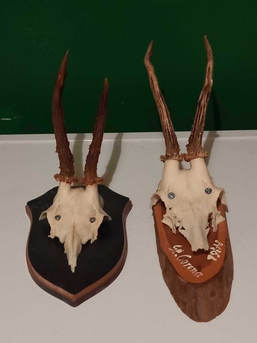 Trofeu_trofee_coarne_craniu de caprior set Santion • OLX.ro