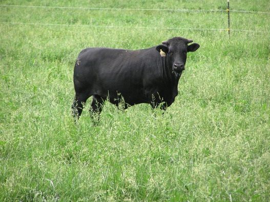 Samanta trifoi, ghizdei, mustar, raigras, facelia, golomat, lucerna ...