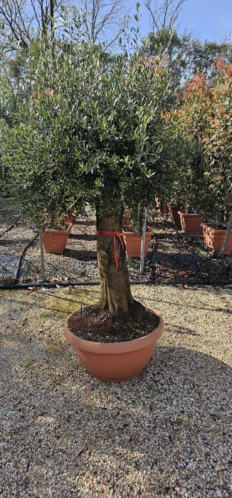 Vand maslini olea Brasov • OLX.ro