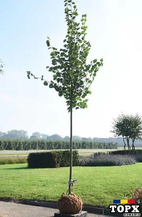 Vindem puieți de tei argintiu la balot de pământ și arbori de matase ...