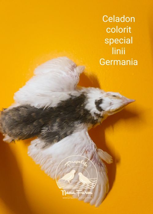 Oua de prepelita Celadon Bucuresti Sectorul 5 • OLX.ro