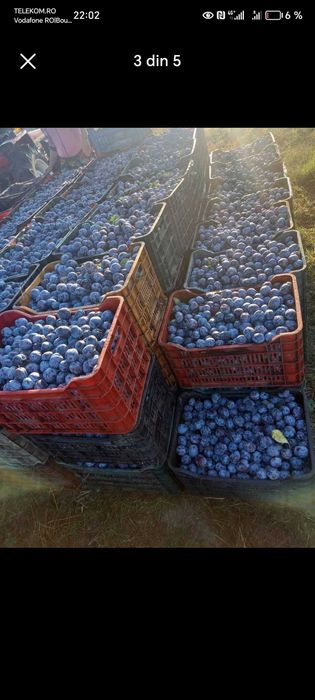 Prune pentru țuică și palinca 2024 livrare gratuita Bistrita • OLX.ro