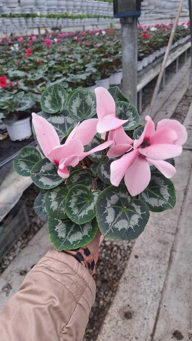 Zambila, Cyclamen, Panseluta de vanzare pentru 14 februarie,1-8 martie ...