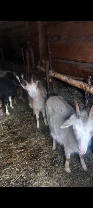 Vând capre alpin francez și sanen Bulz • OLX.ro