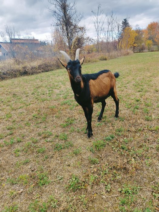 Vând 2 capre și un țap din rasa alpina franceza Drajna • OLX.ro