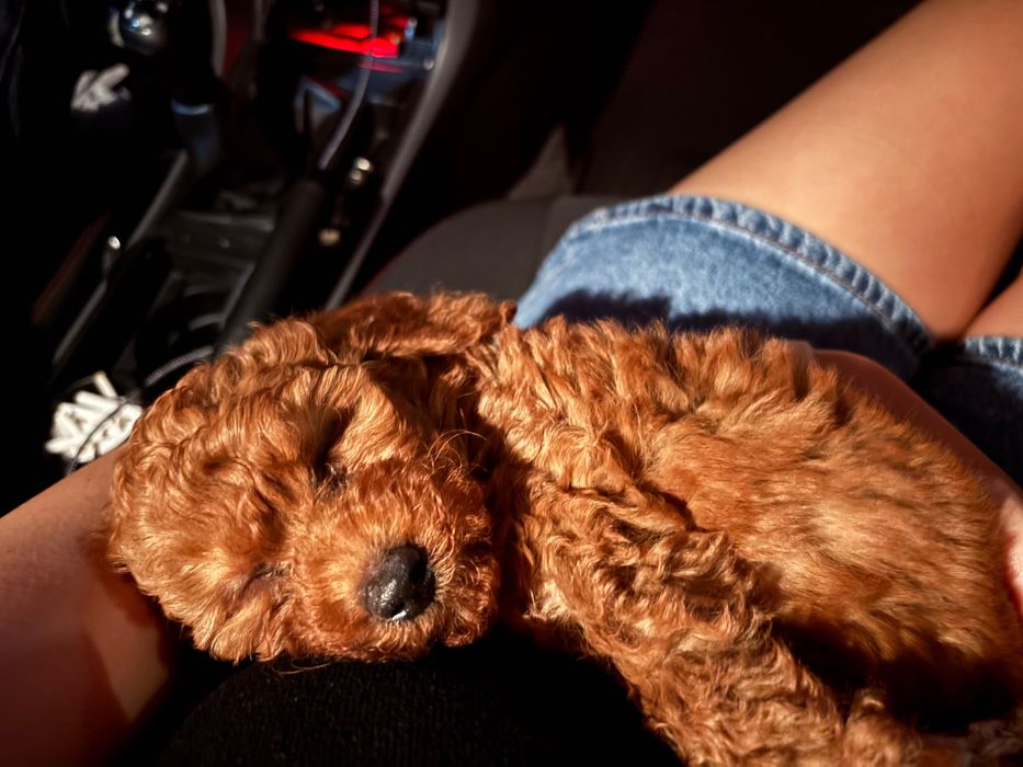 Câine poodle mini toy Bucuresti Sectorul 2 • OLX.ro