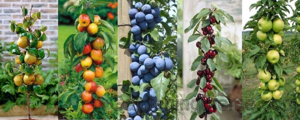 Pomi columnari fructiferi , pentru gradina sau chiar si in ghivece 15L ...