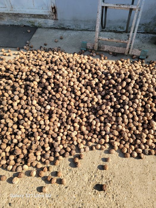 Vindem nucă bună Arad • OLX.ro