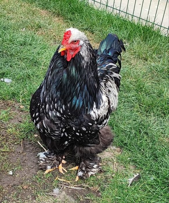 Oua incubat din cocos brahma silver laced și găini motate Buzau • OLX.ro