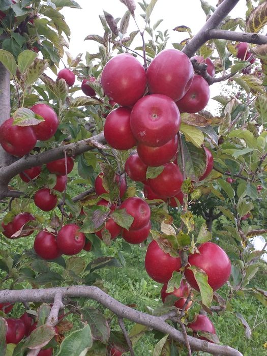 VIND Mere idaret Mutiu Florina 3lei kg Gura Barbuletului • OLX.ro