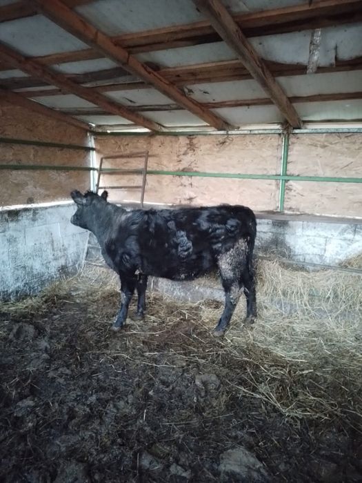 De vânzare vițică Angus original Targu-Mures • OLX.ro