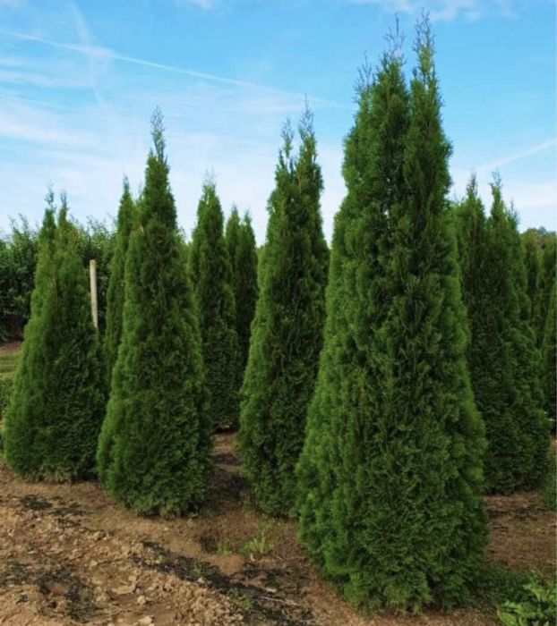 Plante ornamentale tuia si diferite specii amenajari gradini Onesti ...