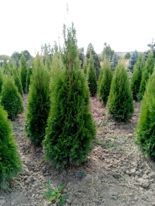 Tuia columnaris/ smaralgd/leylandii Cretuleasca • OLX.ro