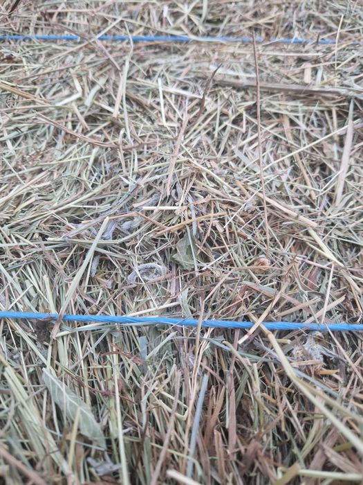 Baloti fan impecabil Bradu • OLX.ro