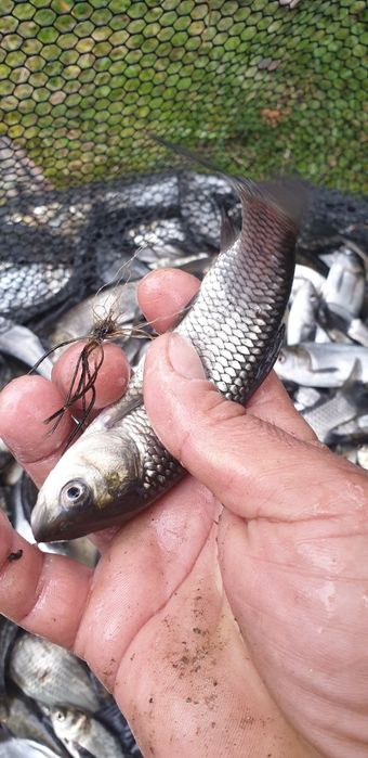 Peste : Crap romanesc , cteno , ( amur ) , salonta , fitofag , novac ...