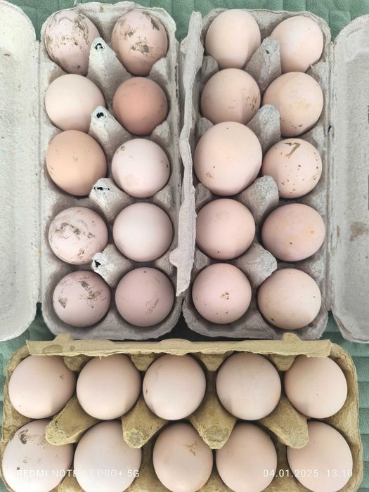 Oua australorp incubat rasa pura sânge Serbia. Buzau • OLX.ro